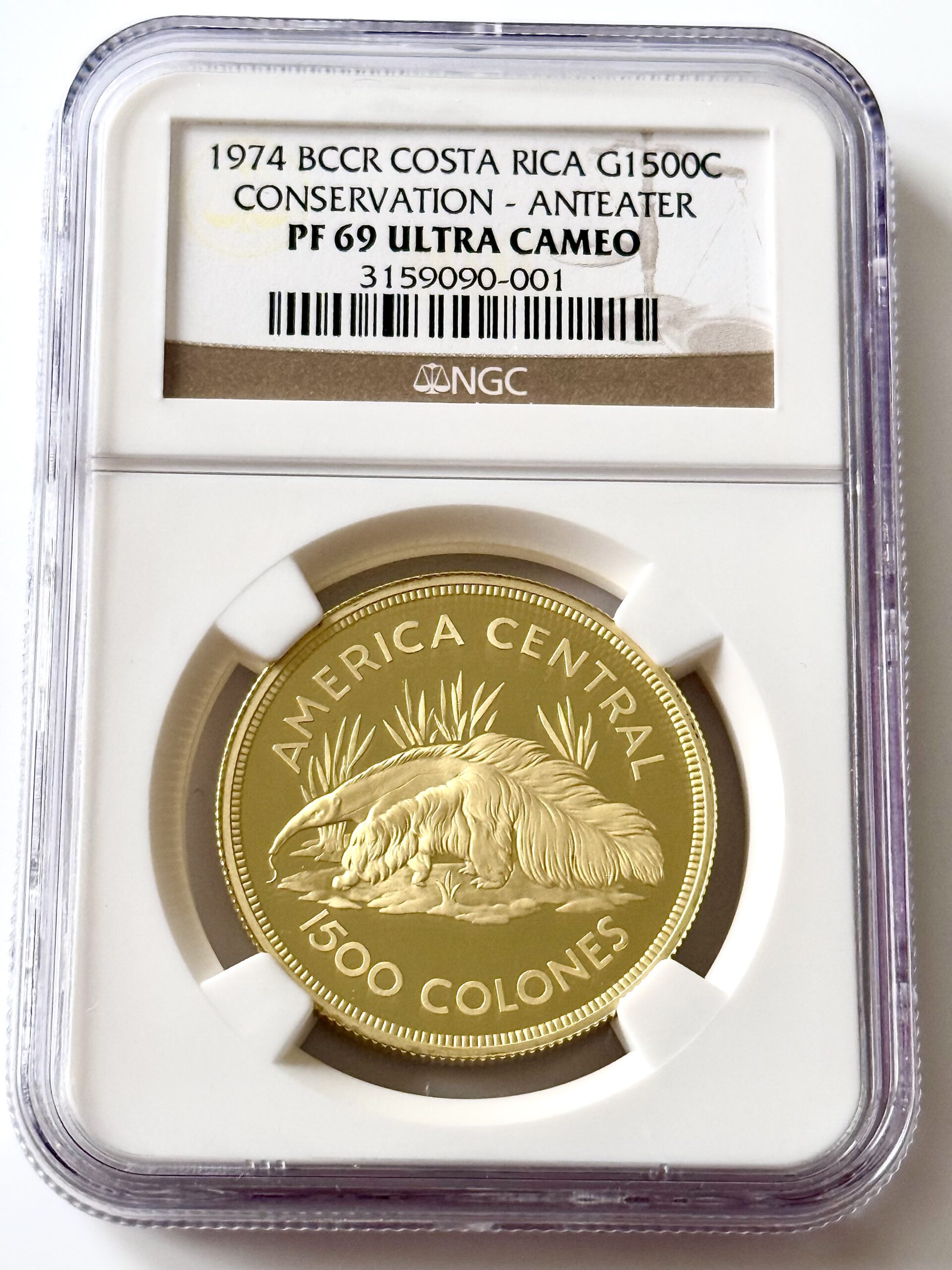 Costa Rica - Giant Anteater